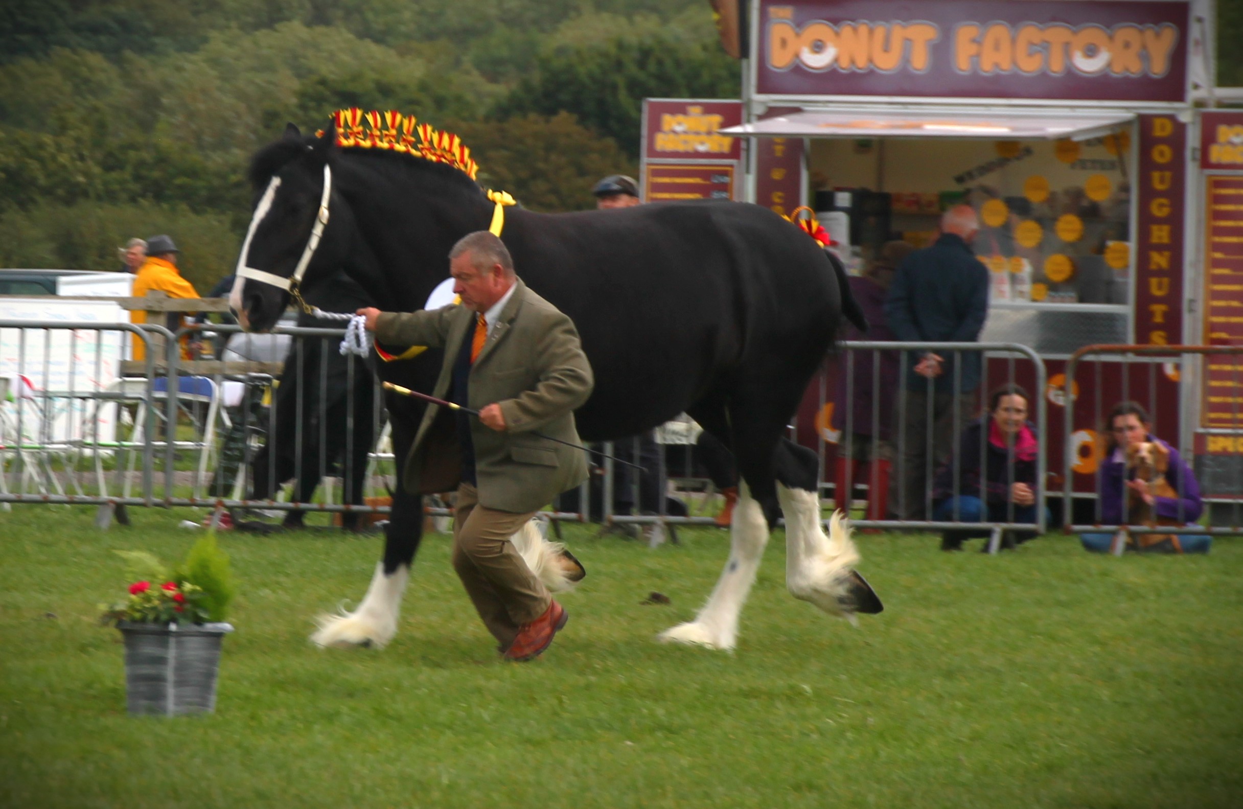 Show Classes 2023 - photos by Charlie Kitching - Wessex Heavy Horse Society