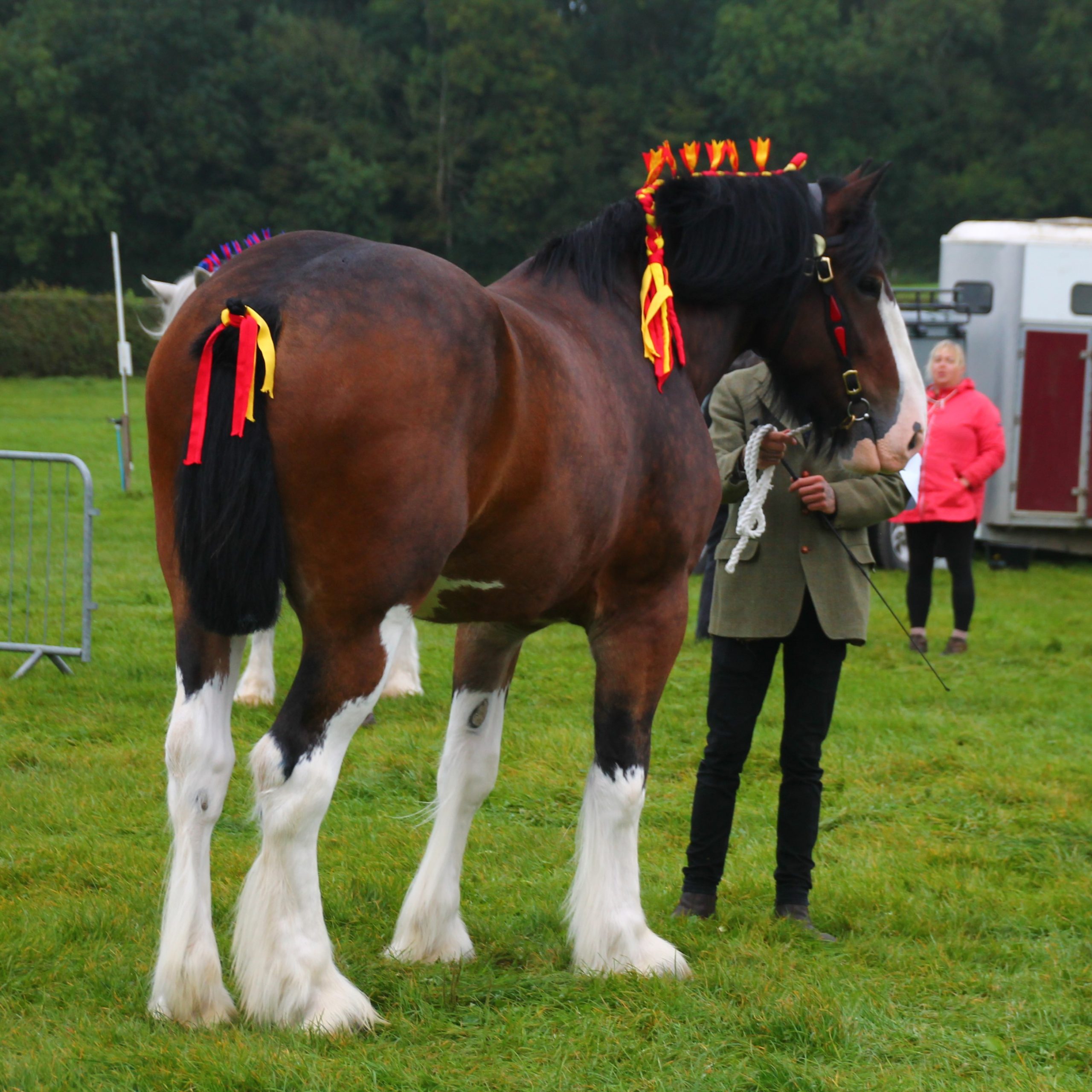 Show Classes 2023 - photos by Charlie Kitching - Wessex Heavy Horse Society