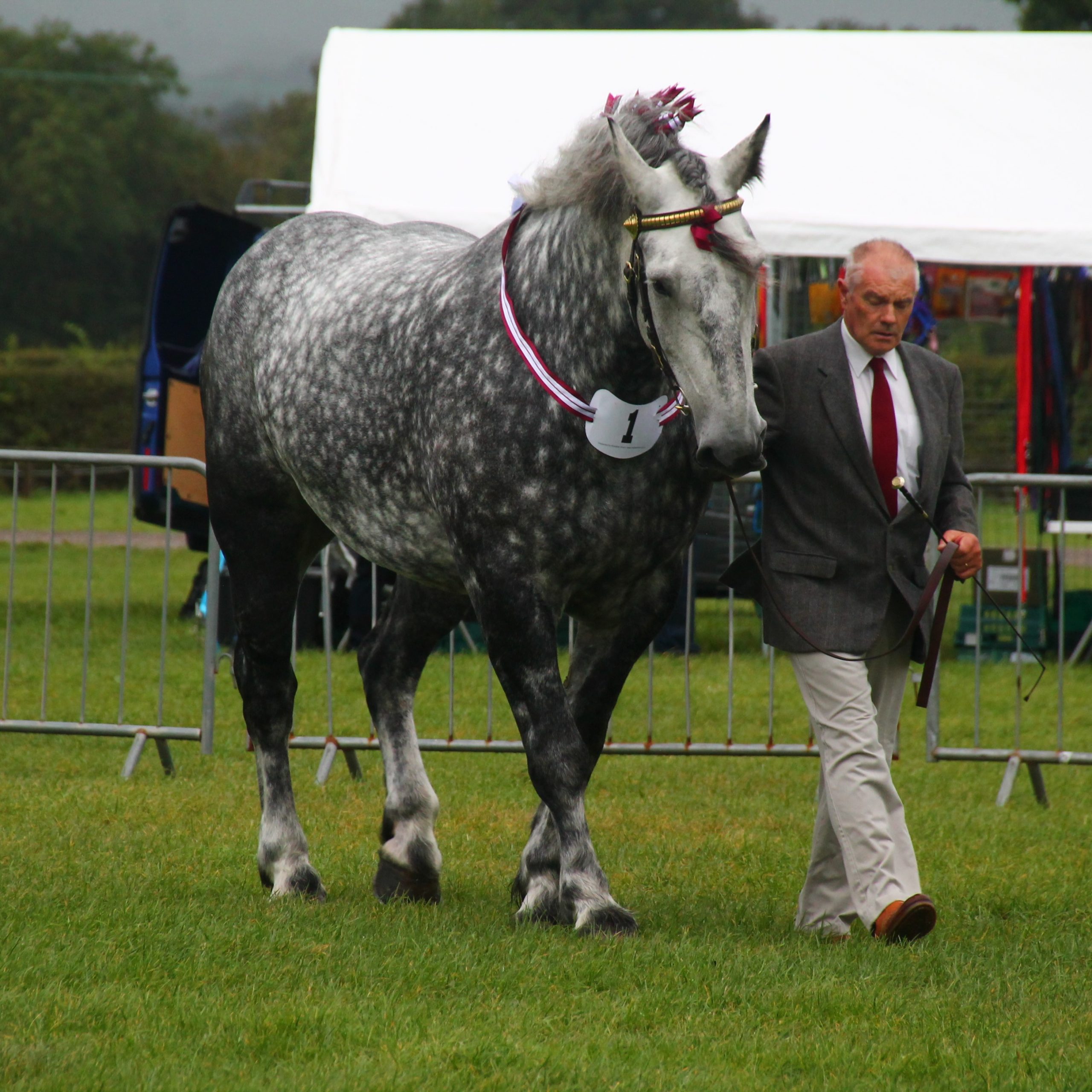 Show Classes 2023 - photos by Charlie Kitching - Wessex Heavy Horse Society