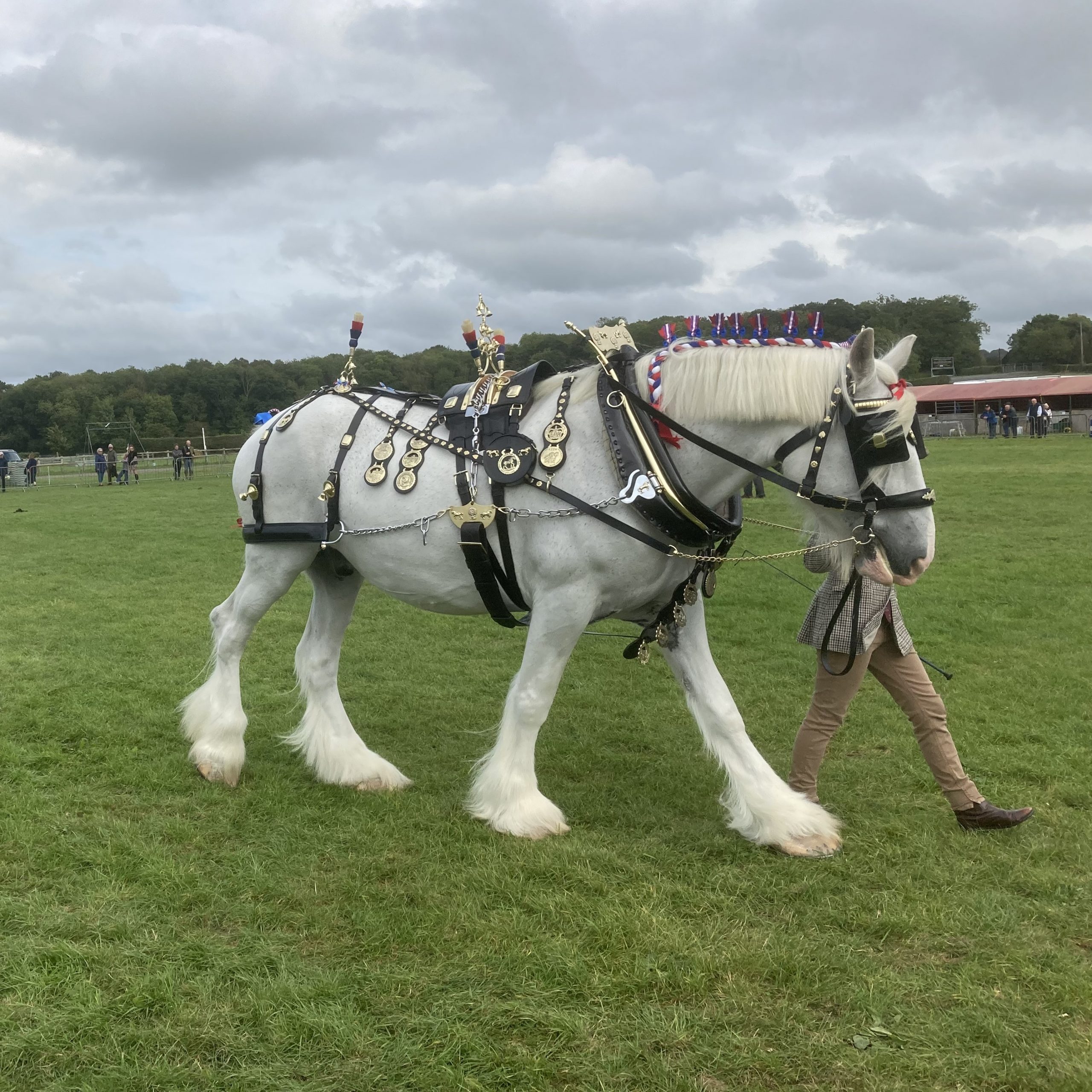 Show Classes 2023 - photos by Charlie Kitching - Wessex Heavy Horse Society